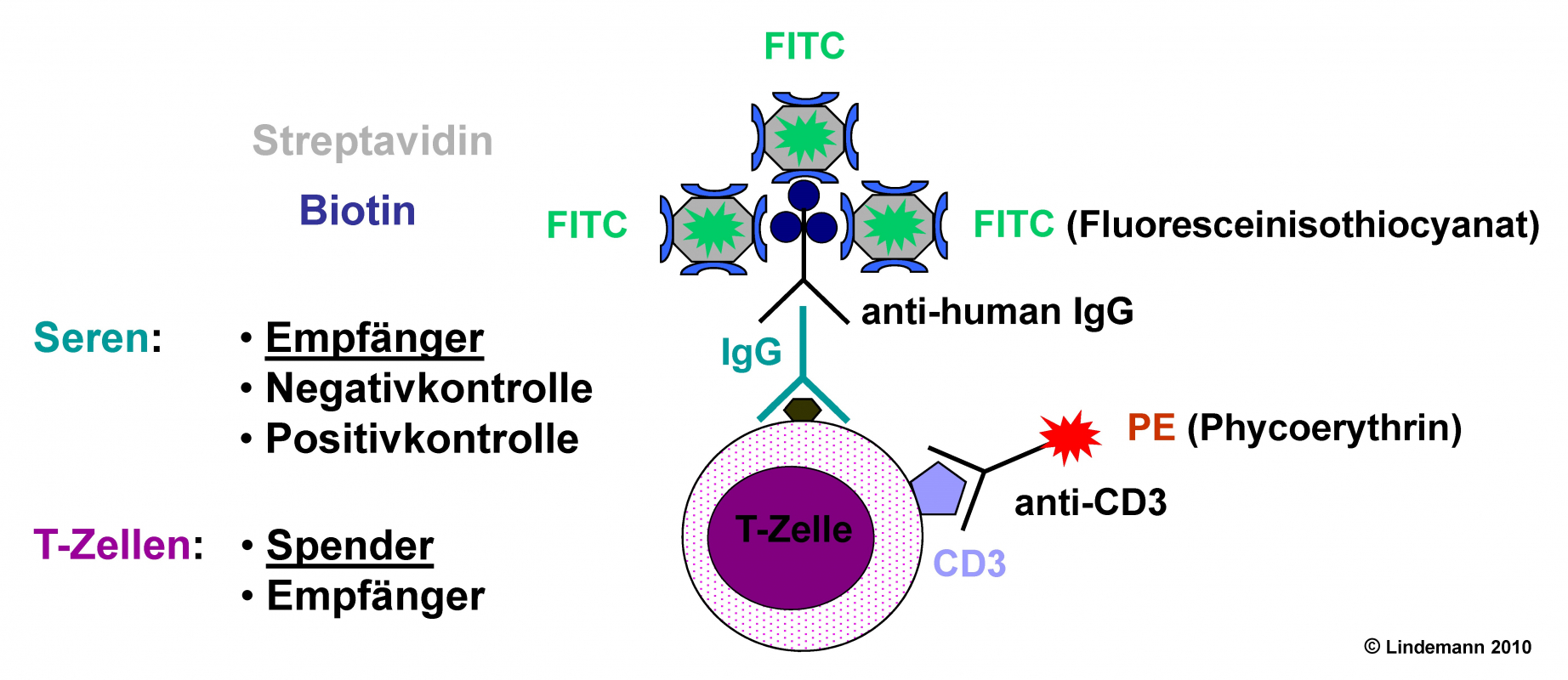 FCM-Labor - Transfusionsmedizin