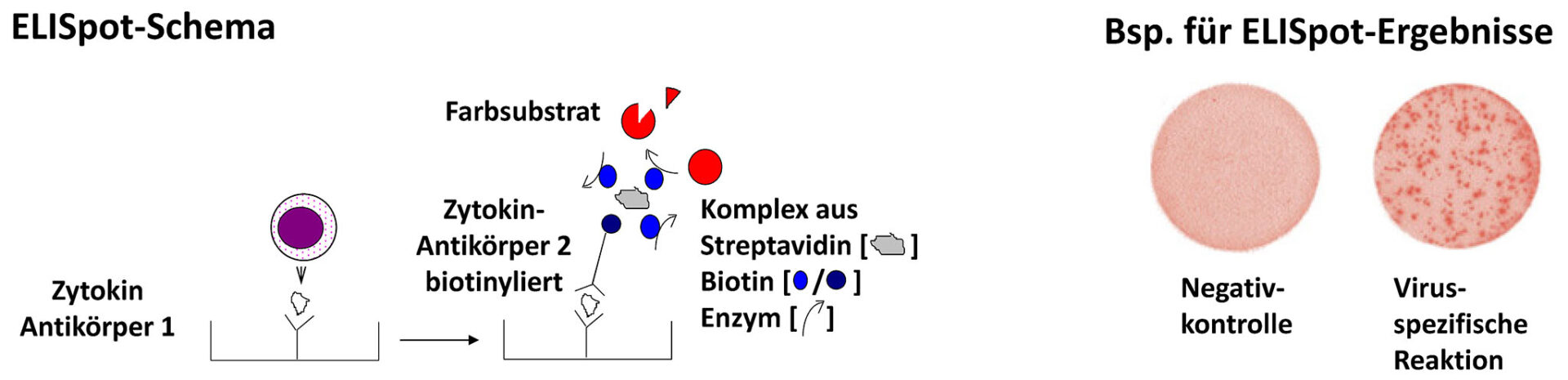 MLC Labor - Transfusionsmedizin